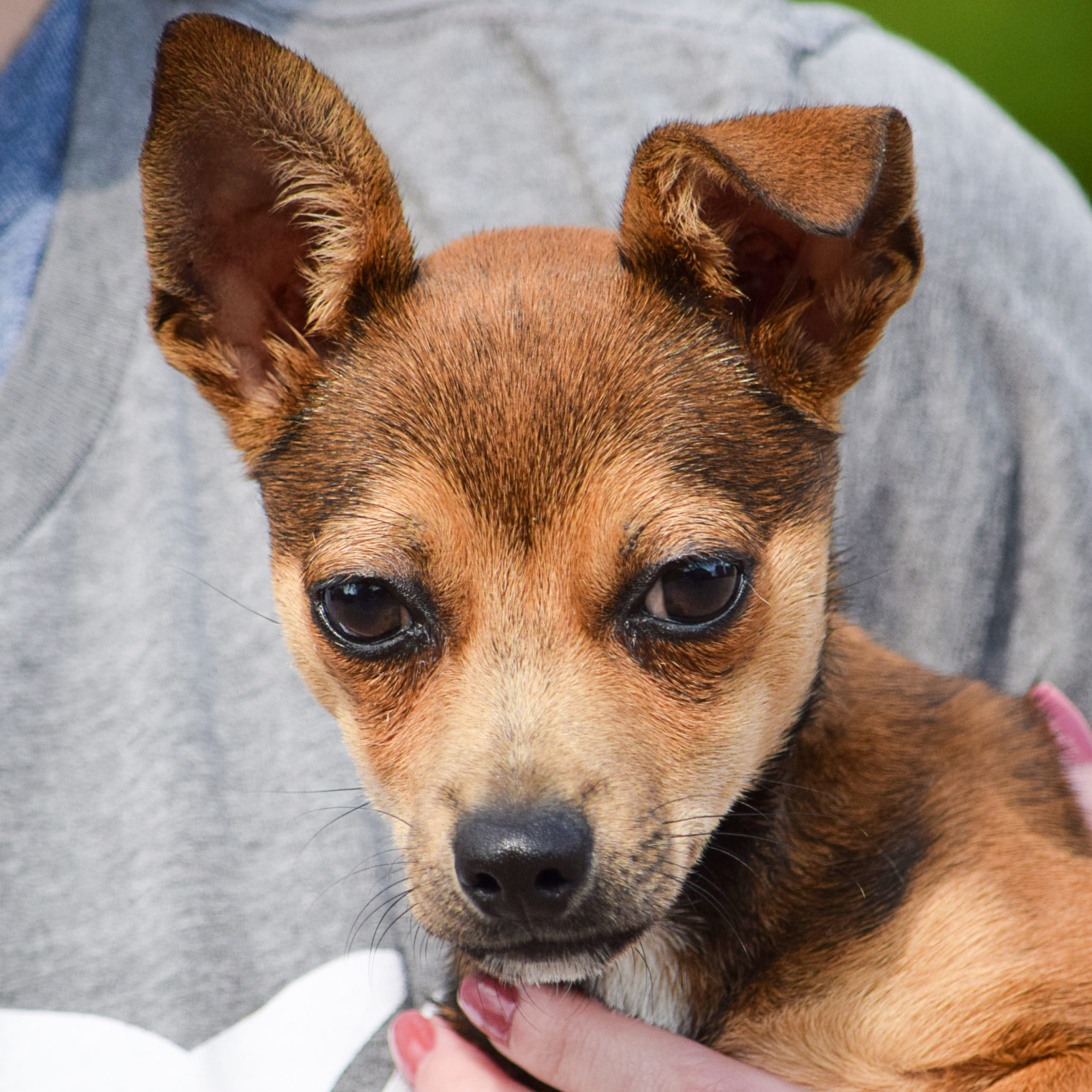 Coco - Animal House Shelter