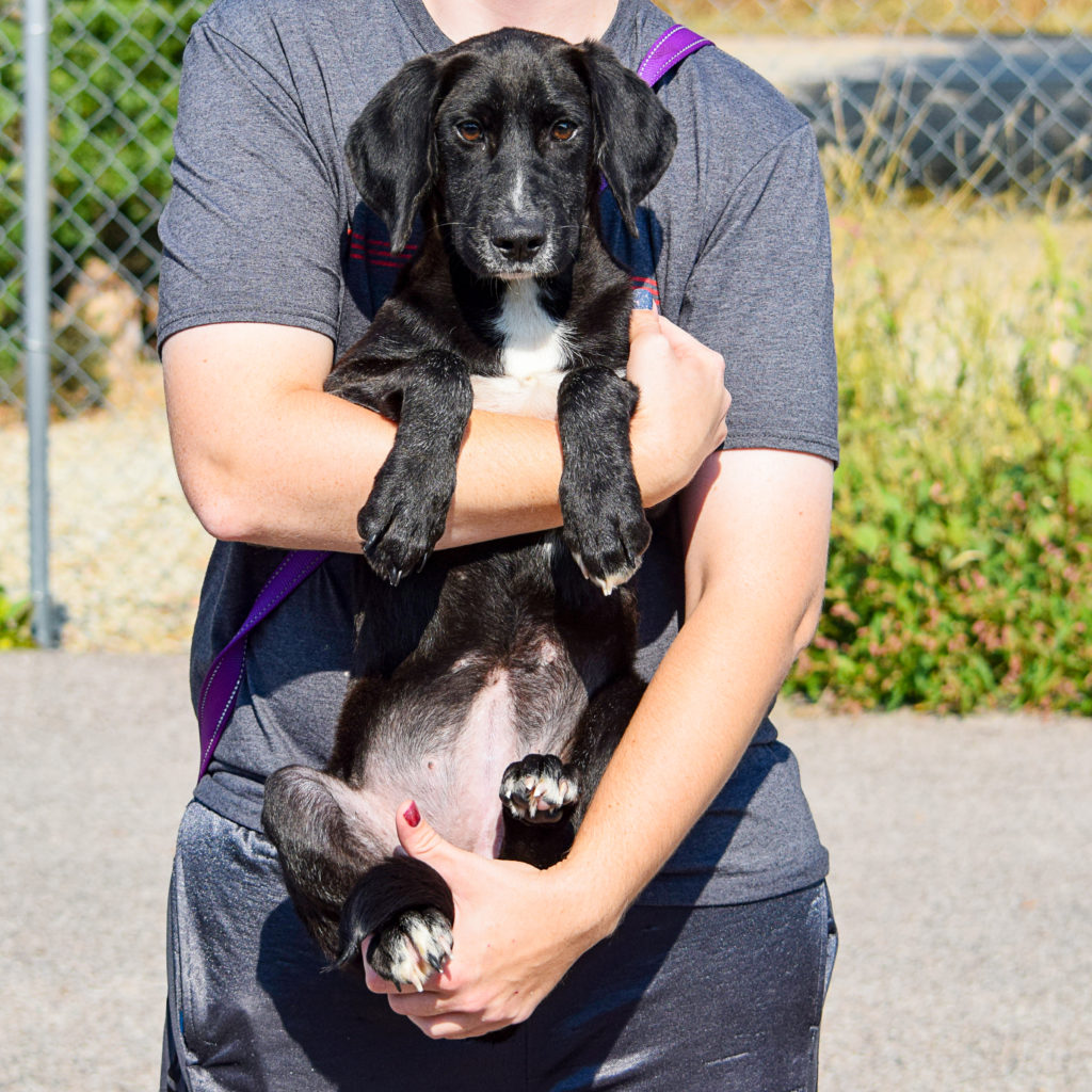 Delta - Animal House Shelter