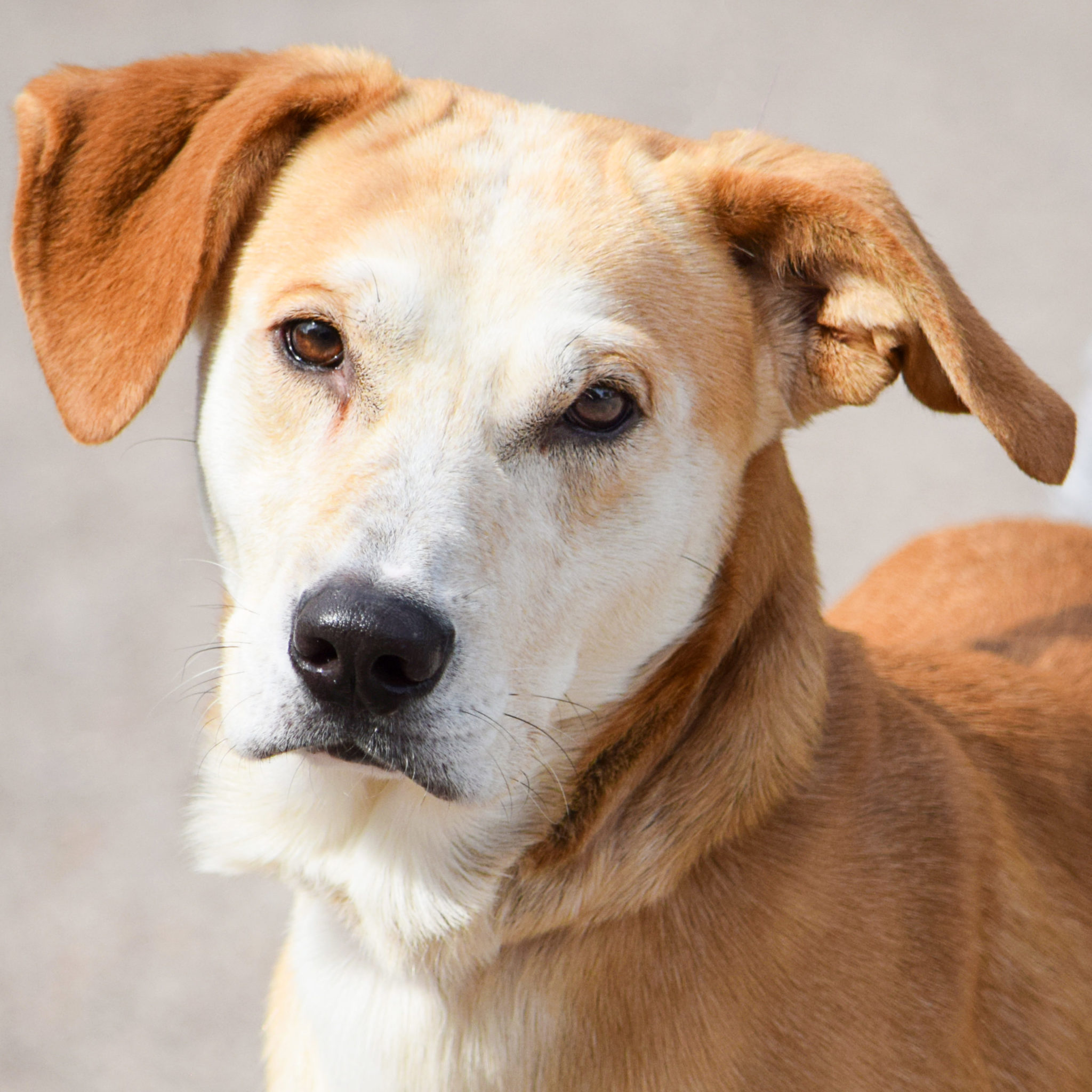 Fido - Animal House Shelter