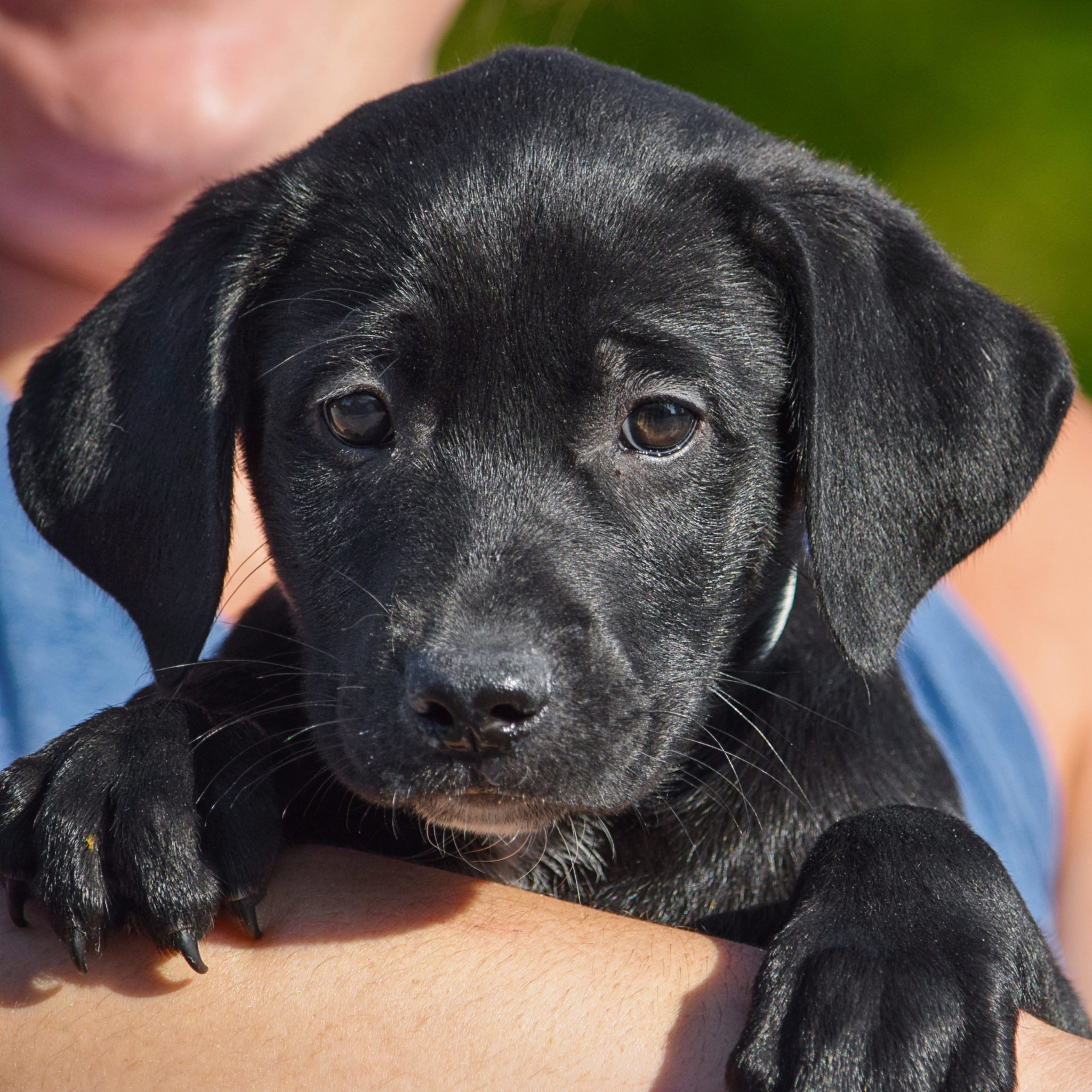 Fudge - Animal House Shelter