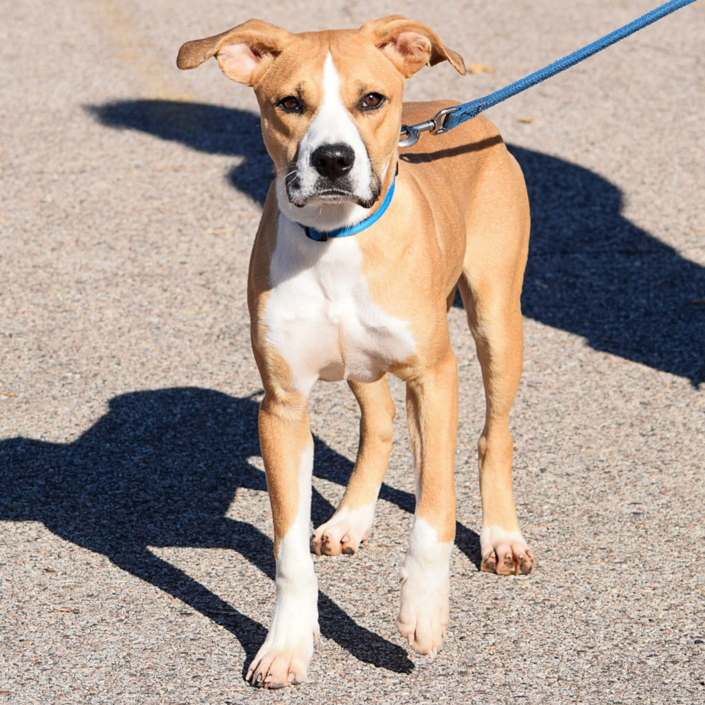 Hall - Animal House Shelter