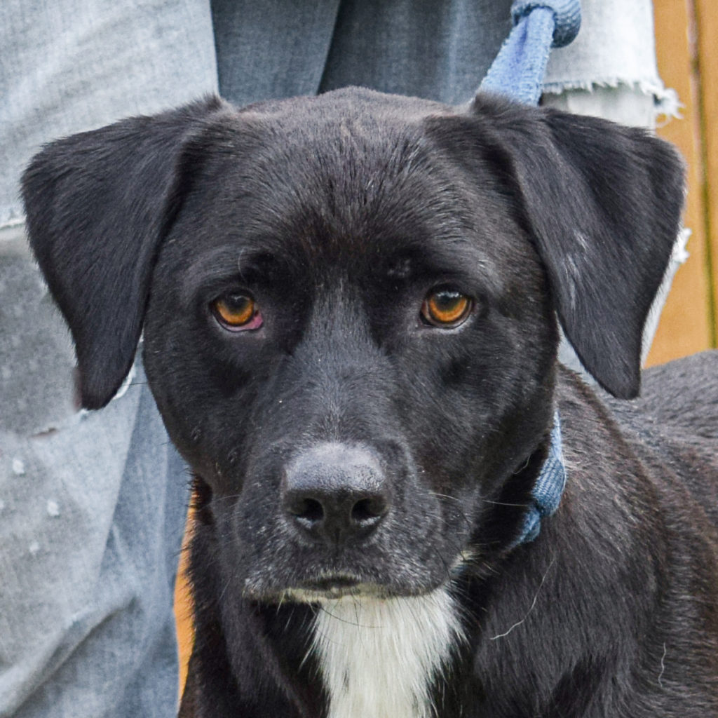 Hayes - Animal House Shelter