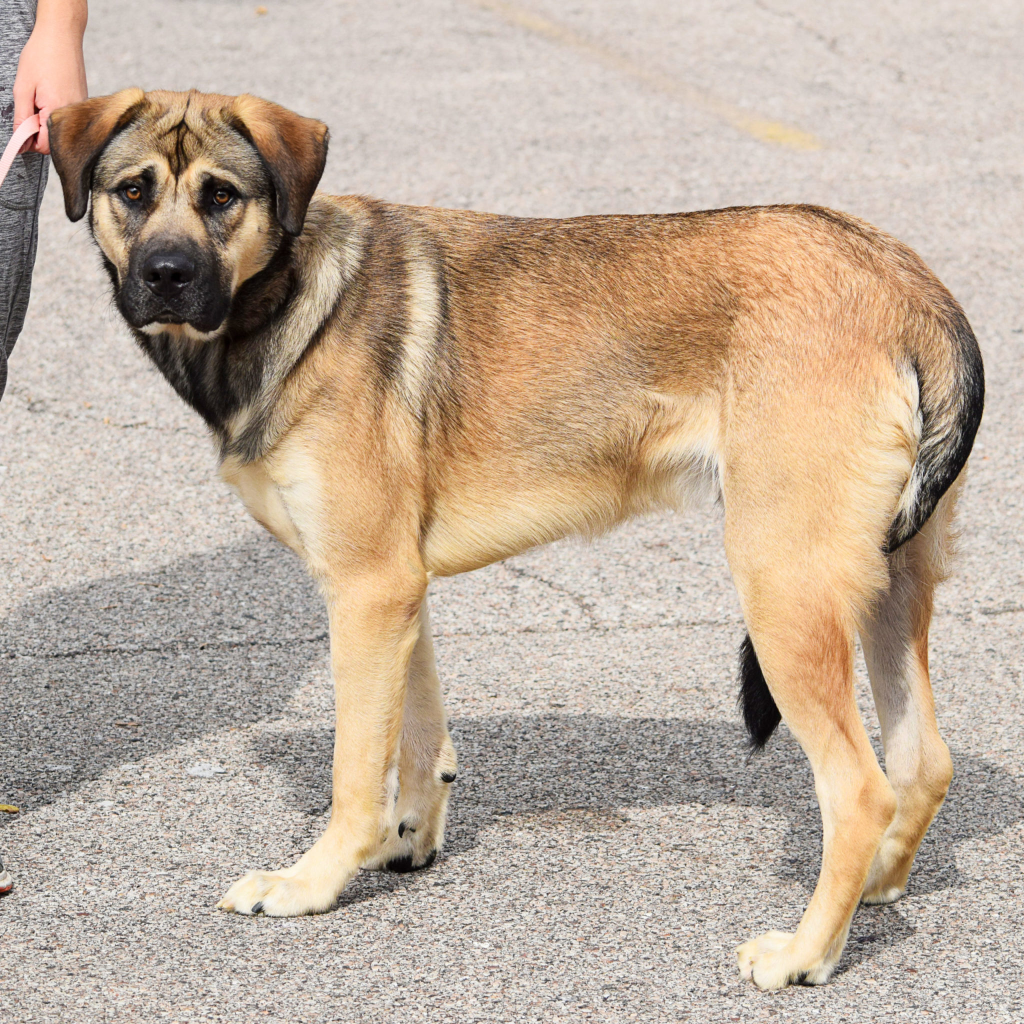 Jaxx - Animal House Shelter