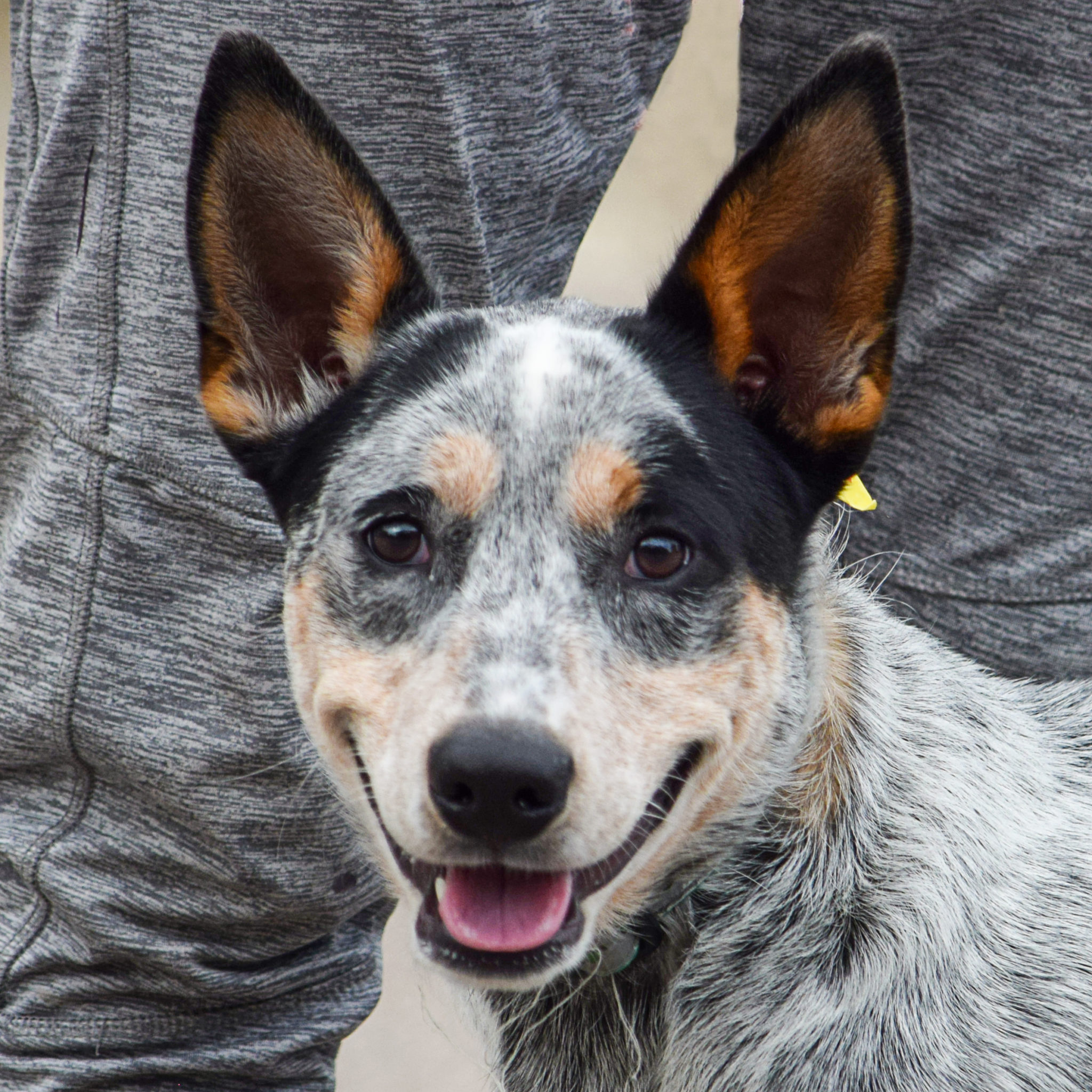 Keoki - Animal House Shelter