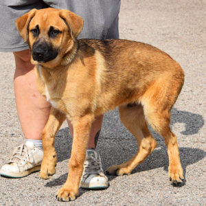 Logan - Animal House Shelter