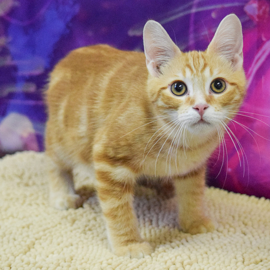 Patrick - Animal House Shelter