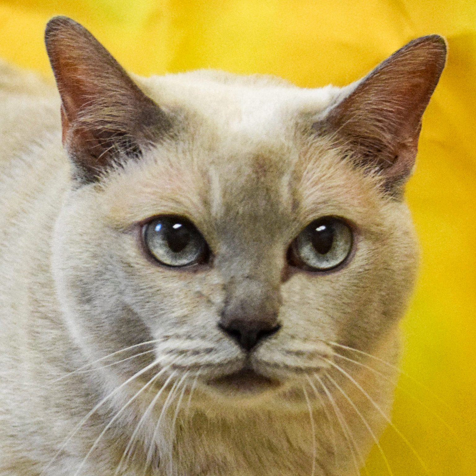 Rascal - Animal House Shelter