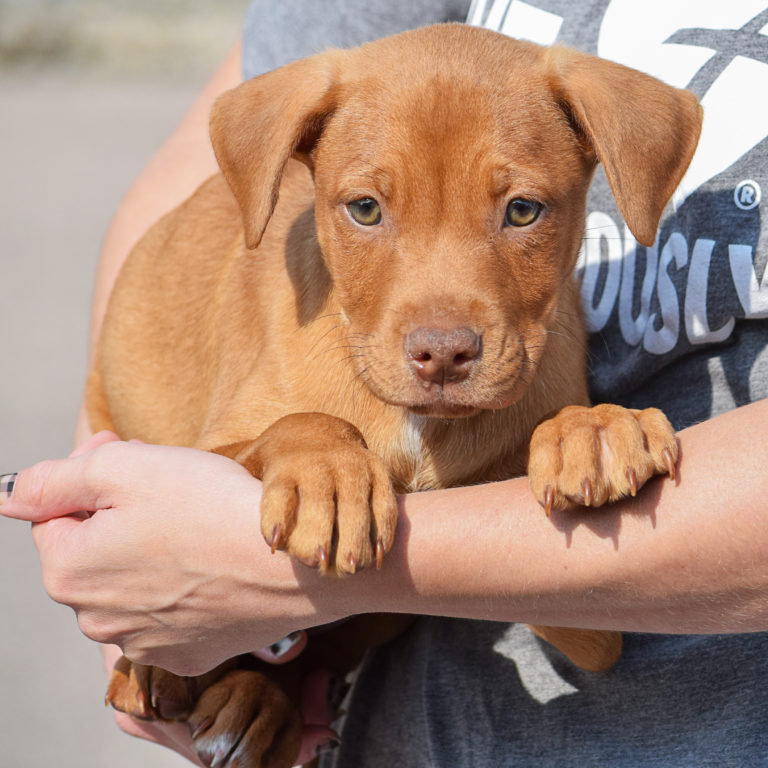 Tanner - Animal House Shelter