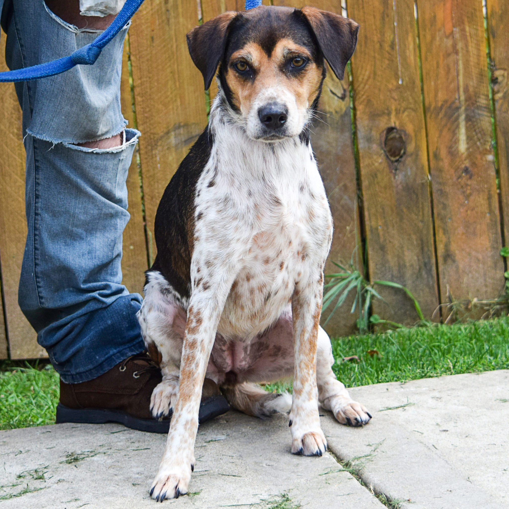 Vidalia - Animal House Shelter