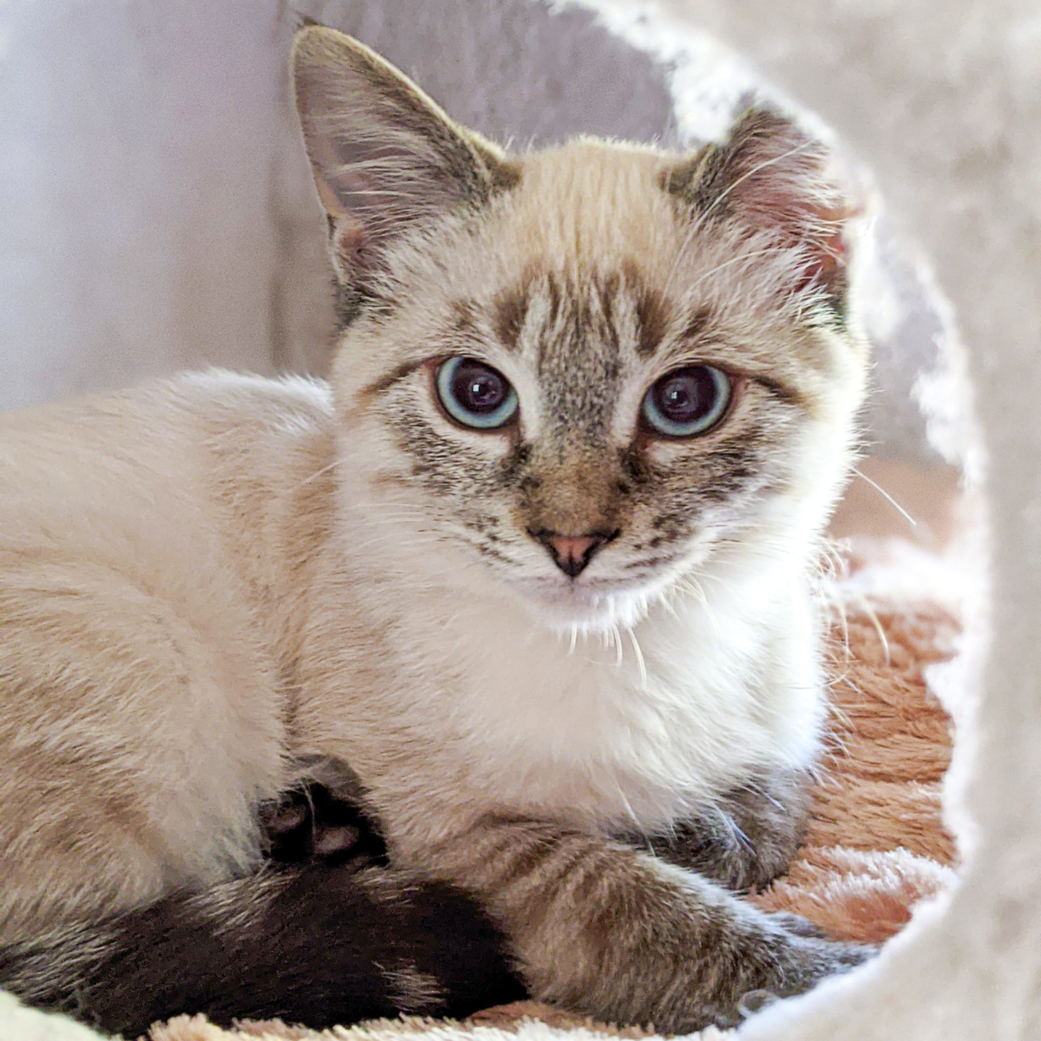 Zig Zag - Animal House Shelter