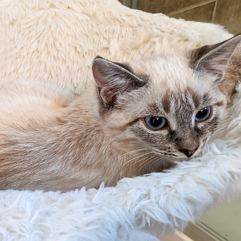 Zig Zag - Animal House Shelter