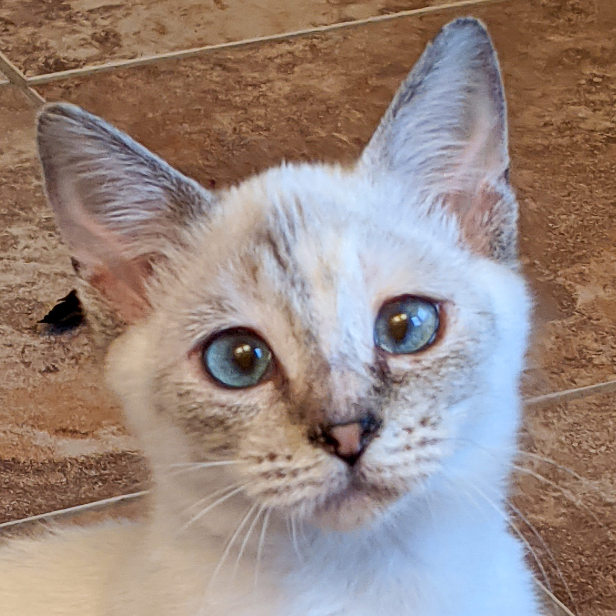 Zoe - Animal House Shelter