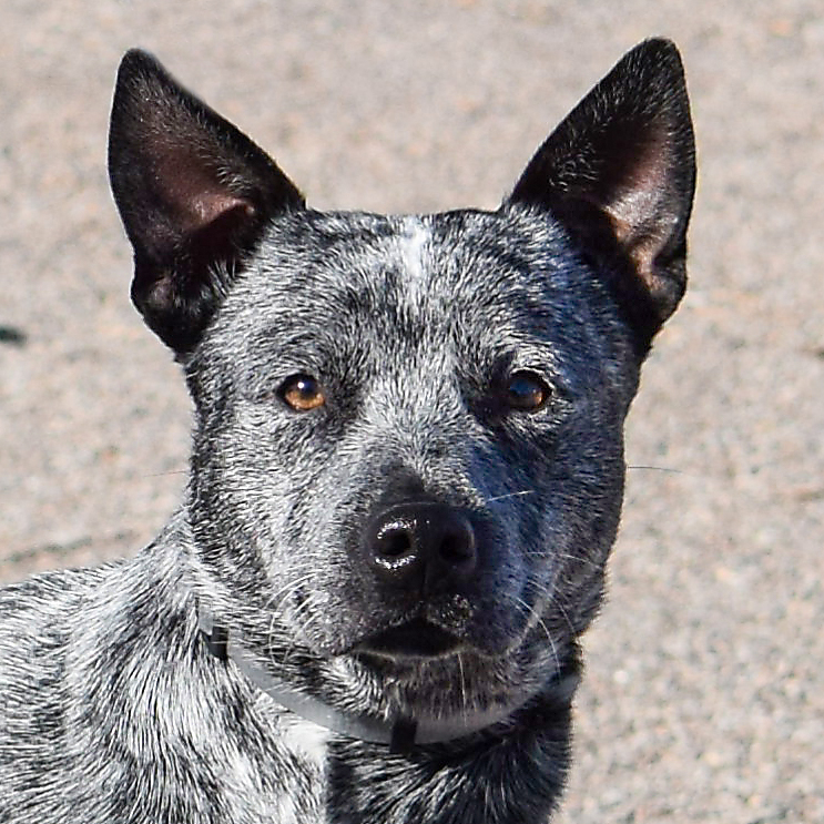 Blue - Animal House Shelter