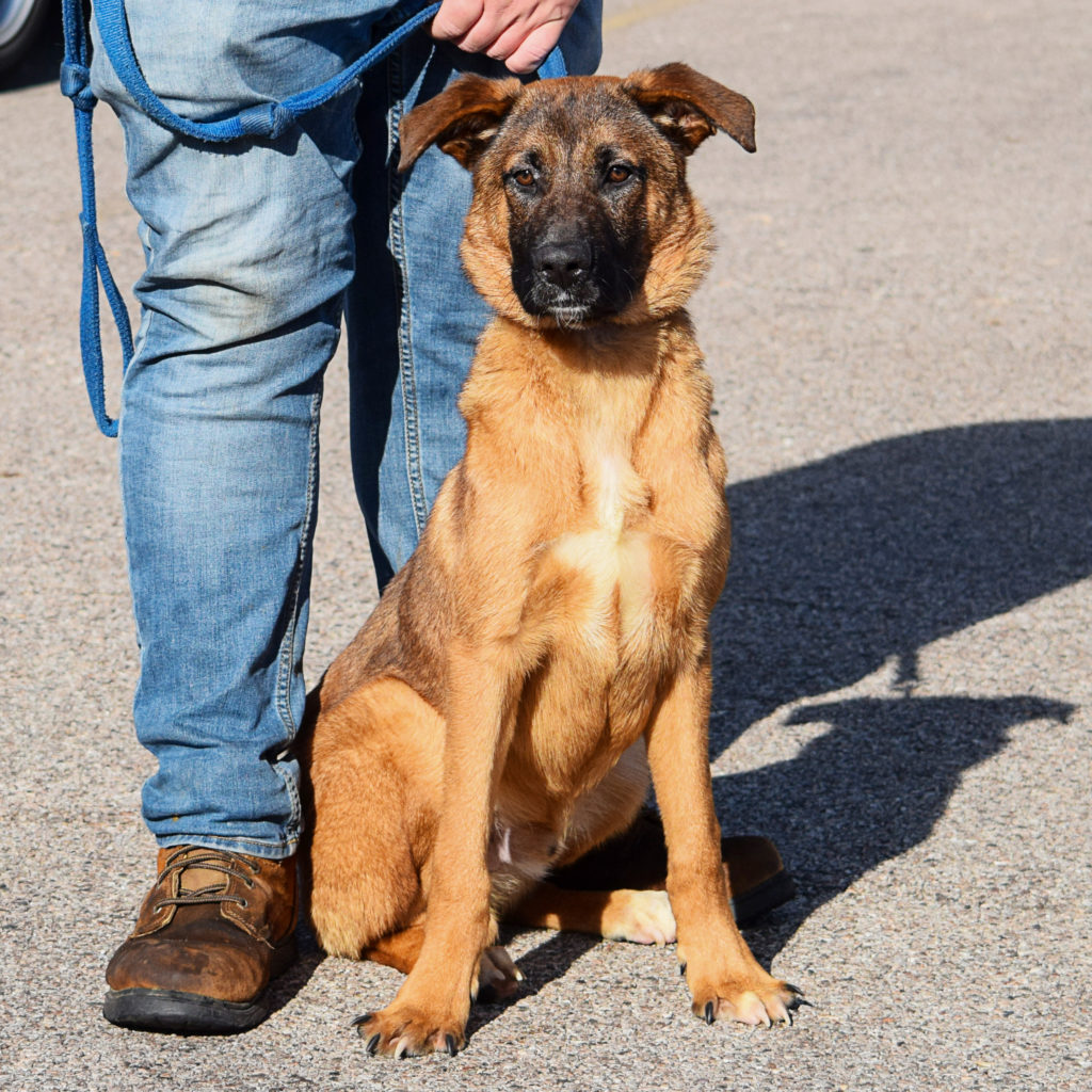 Bruiser - Animal House Shelter