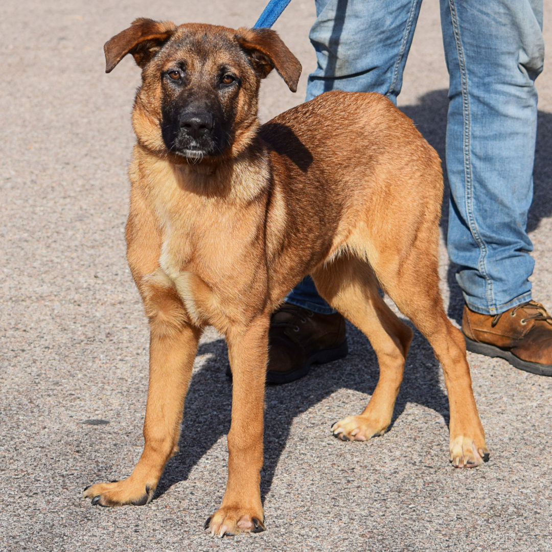 Bruiser - Animal House Shelter