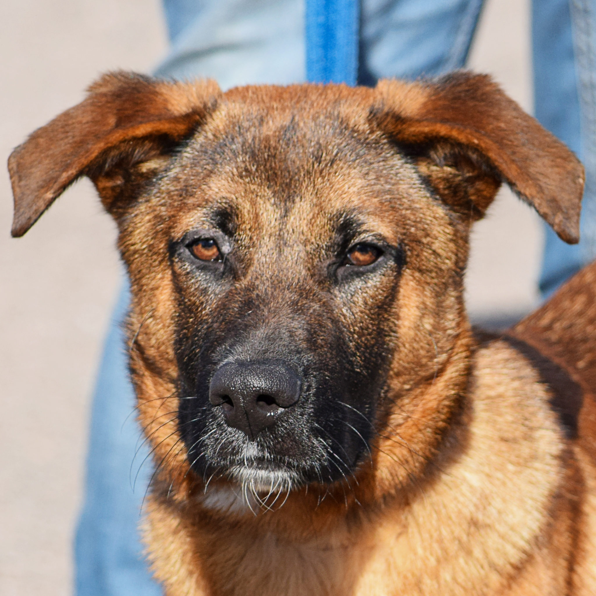 Bruiser - Animal House Shelter