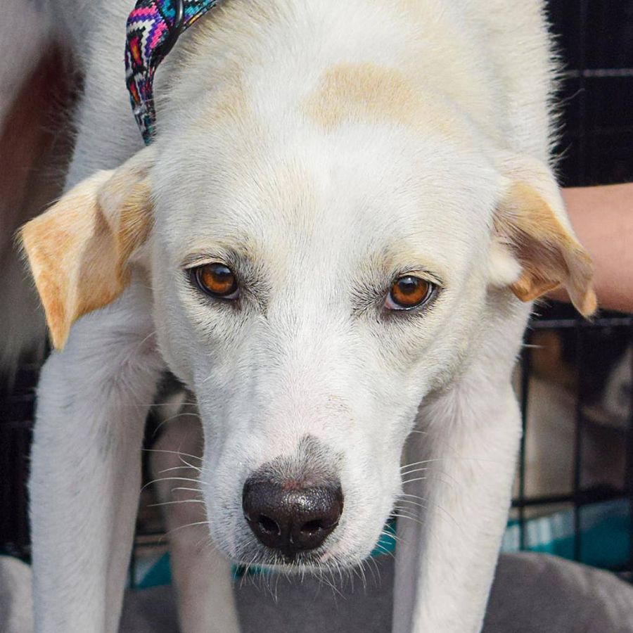 Bessie - Animal House Shelter