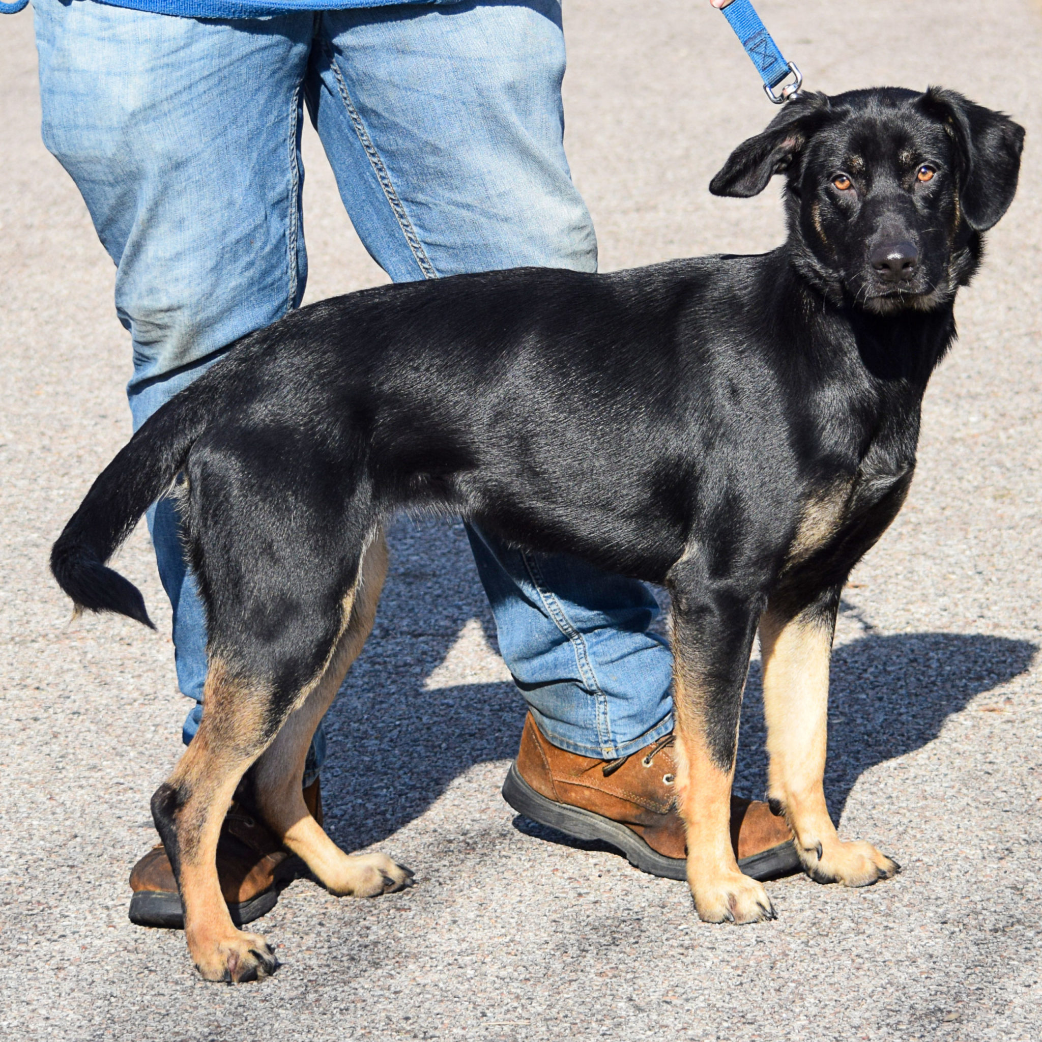 Cassie - Animal House Shelter