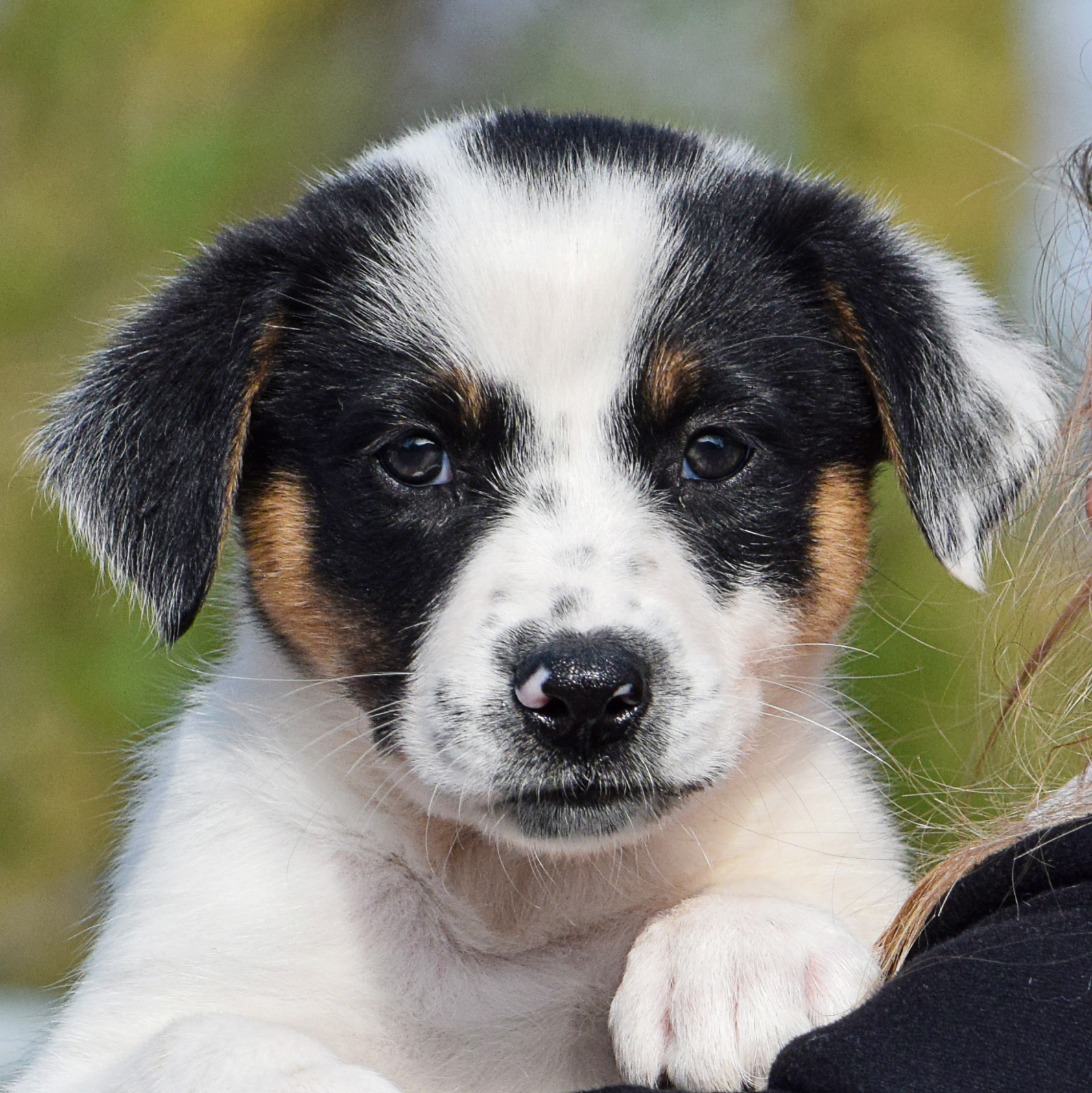 Cream - Animal House Shelter