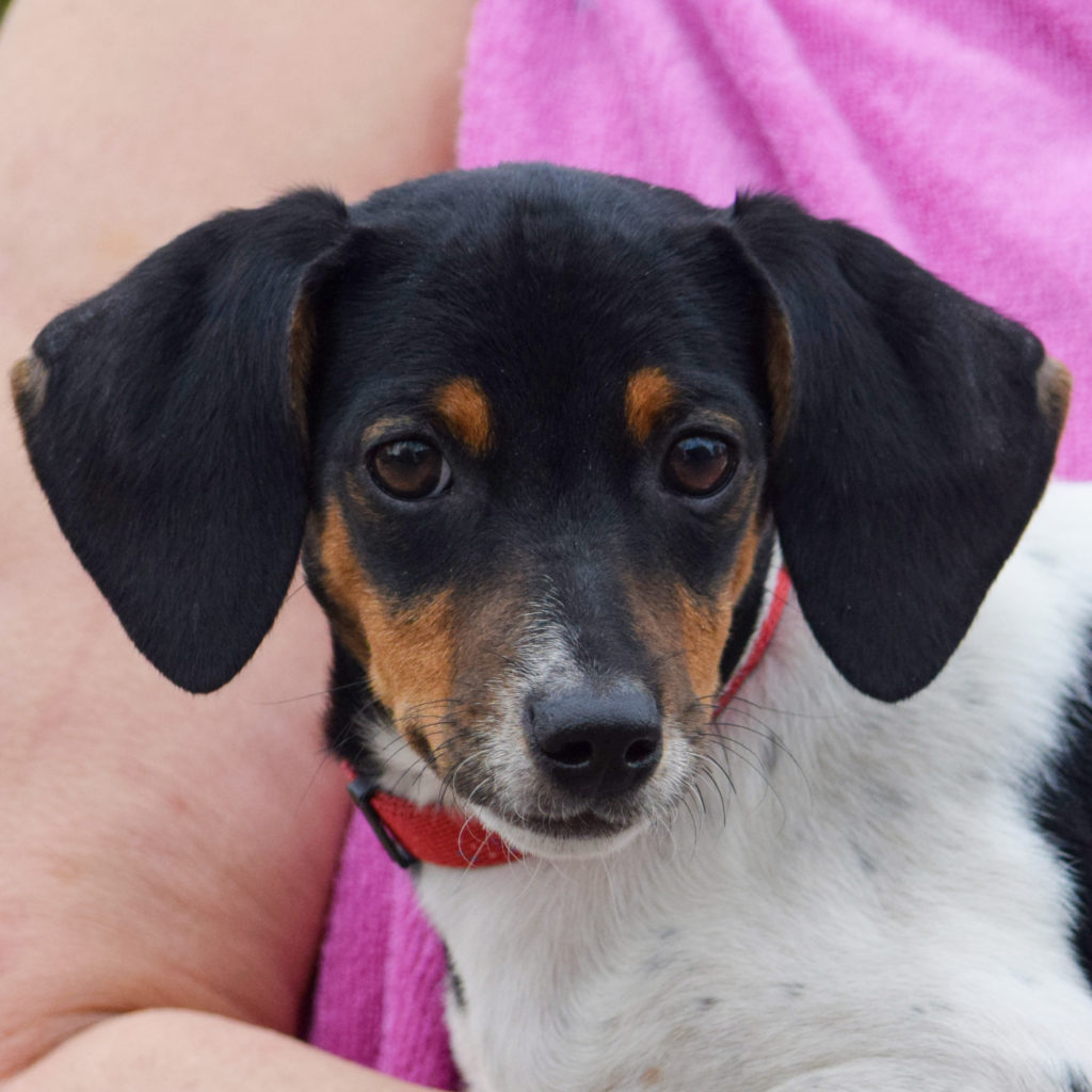 Megara - Animal House Shelter