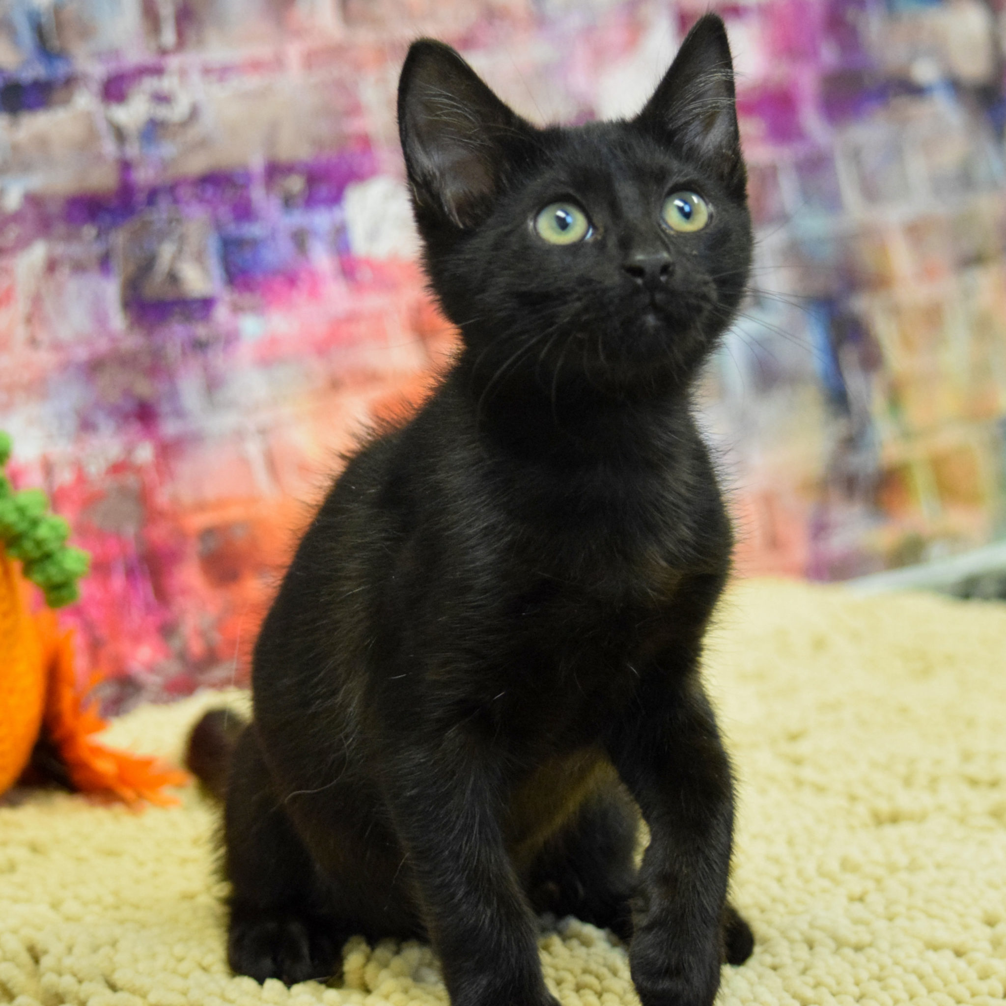 Michael - Animal House Shelter