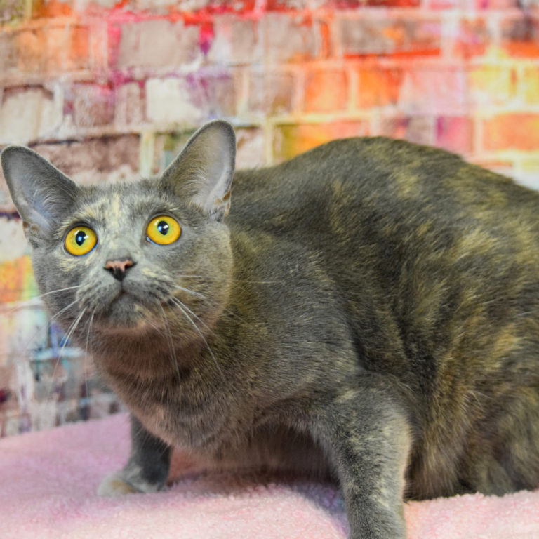 Sassy - Animal House Shelter