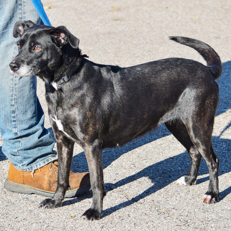 Shelly - Animal House Shelter