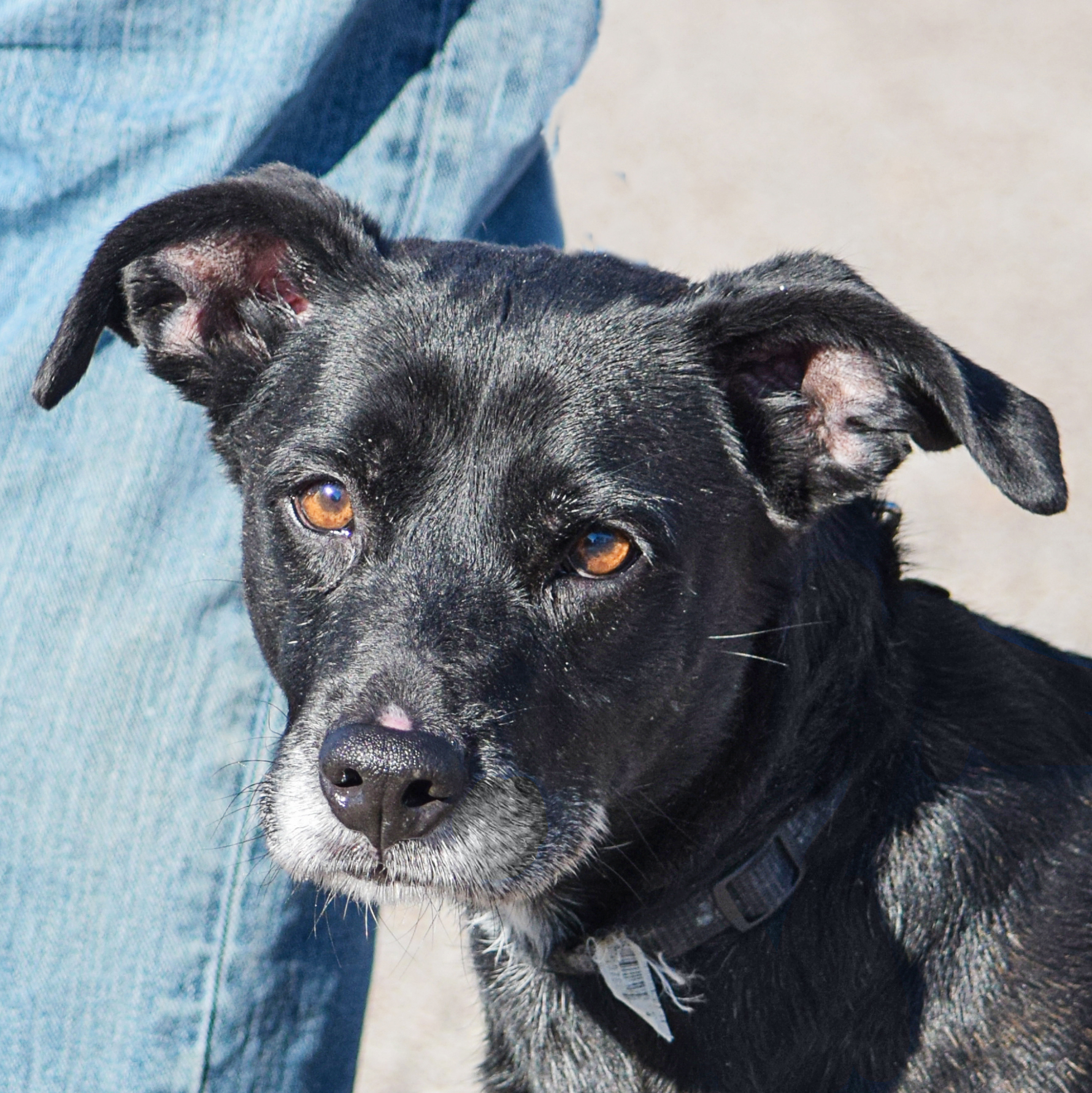 Shelly - Animal House Shelter