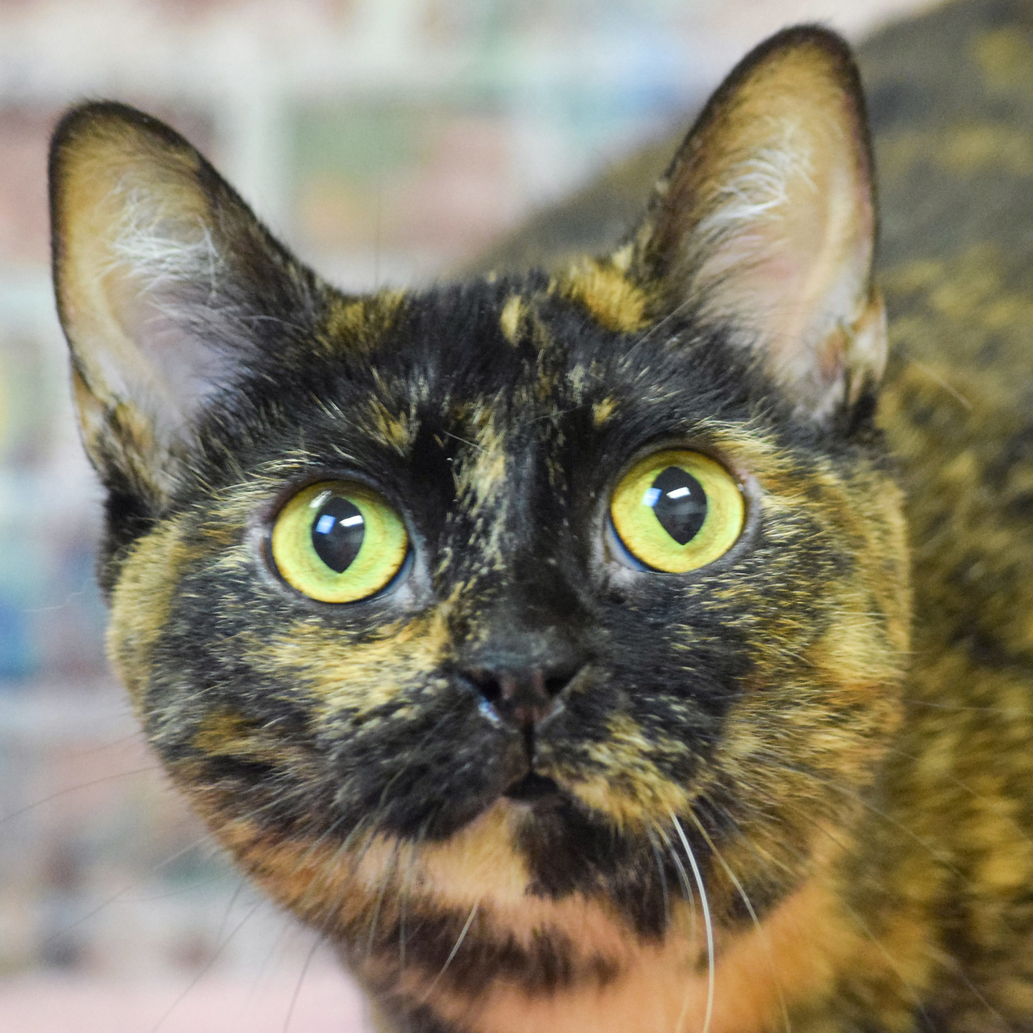 Foster Cats - Animal House Shelter