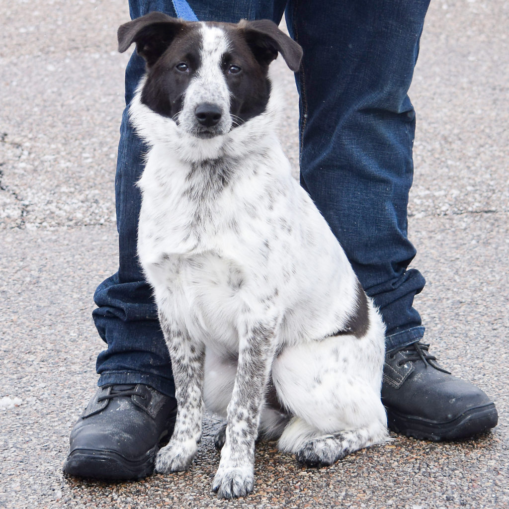 Tova - Animal House Shelter