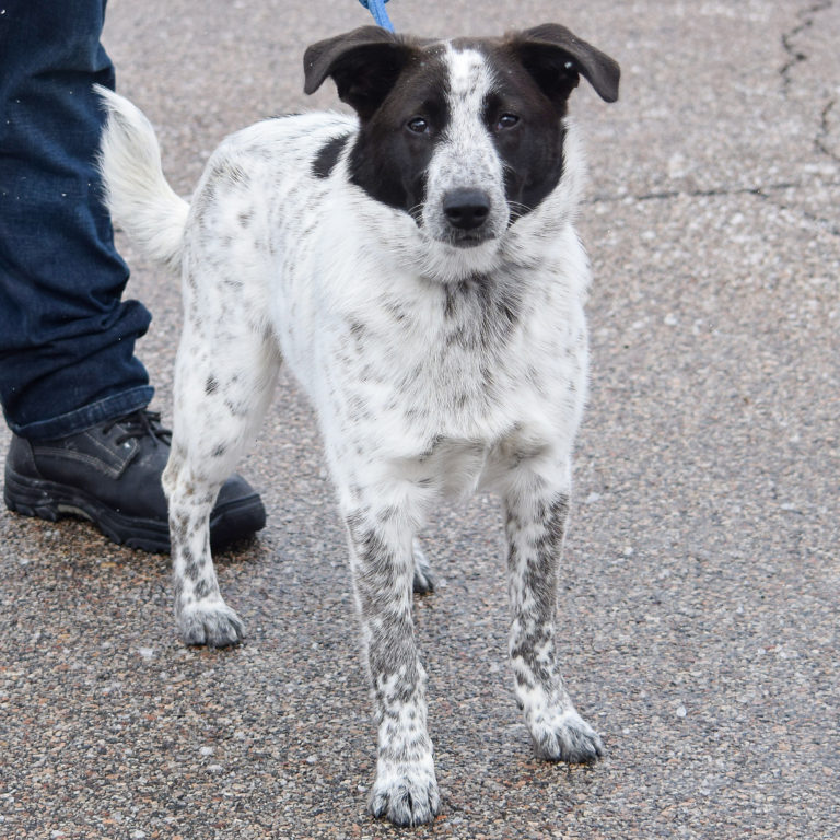 Tova - Animal House Shelter