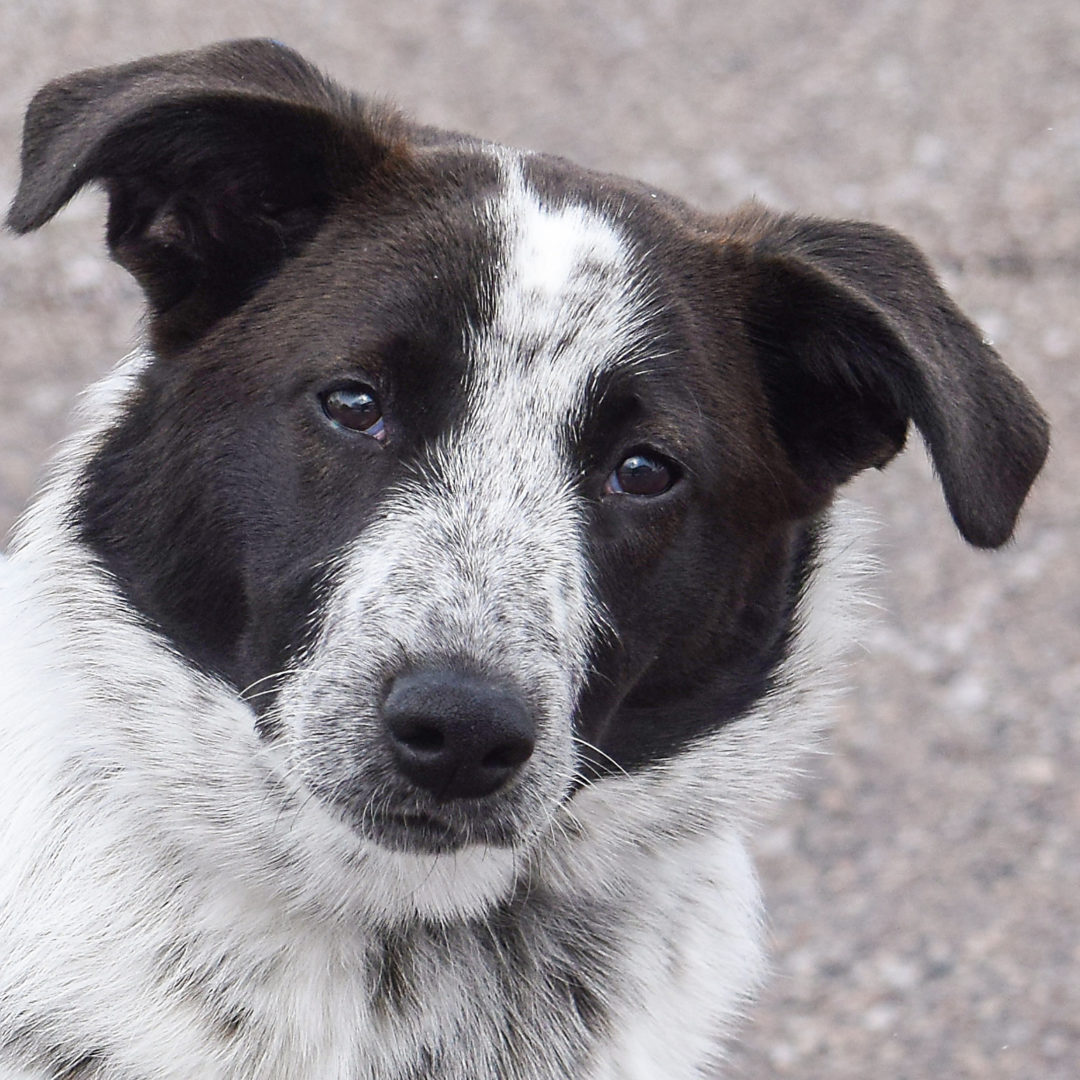 Tova - Animal House Shelter