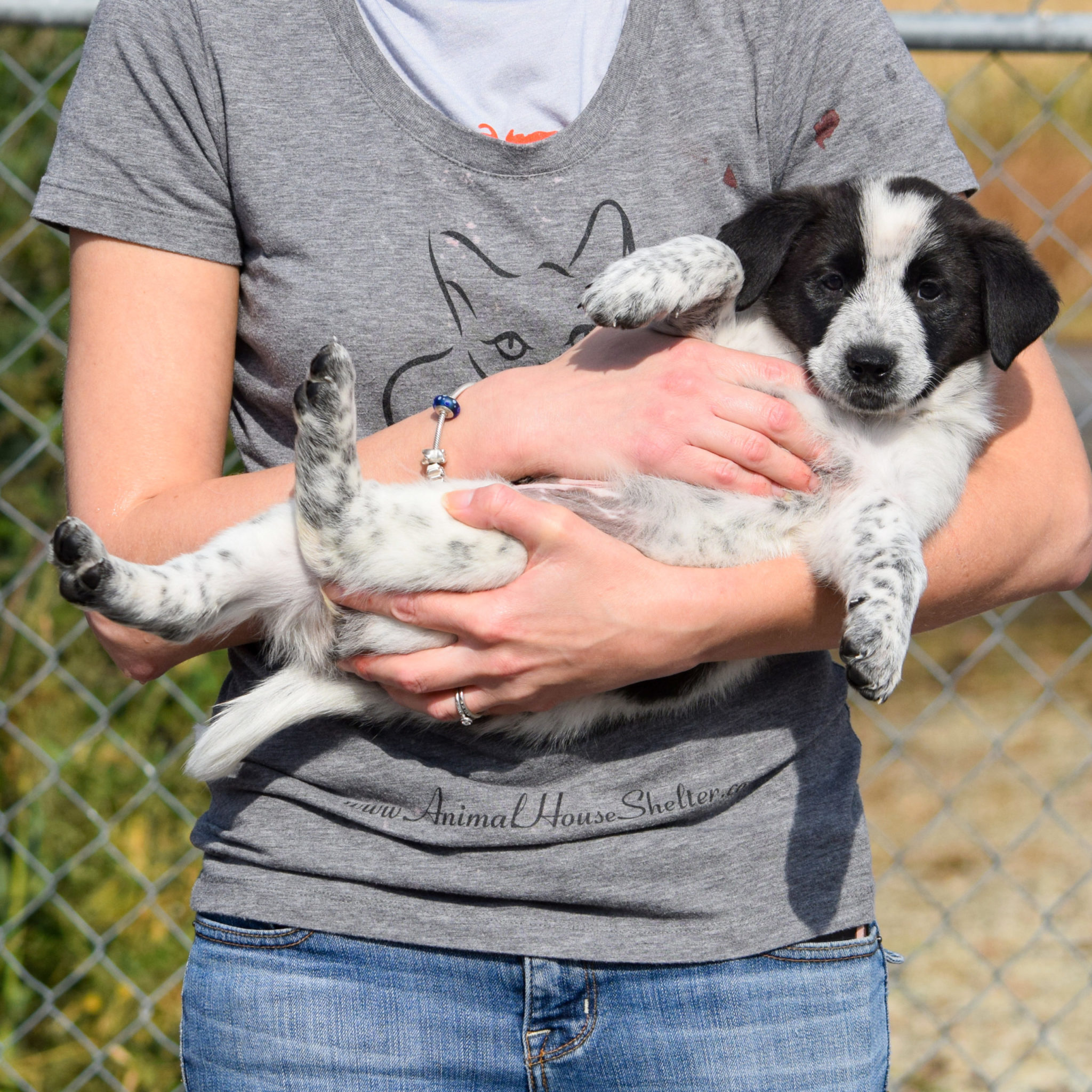 Tova - Animal House Shelter