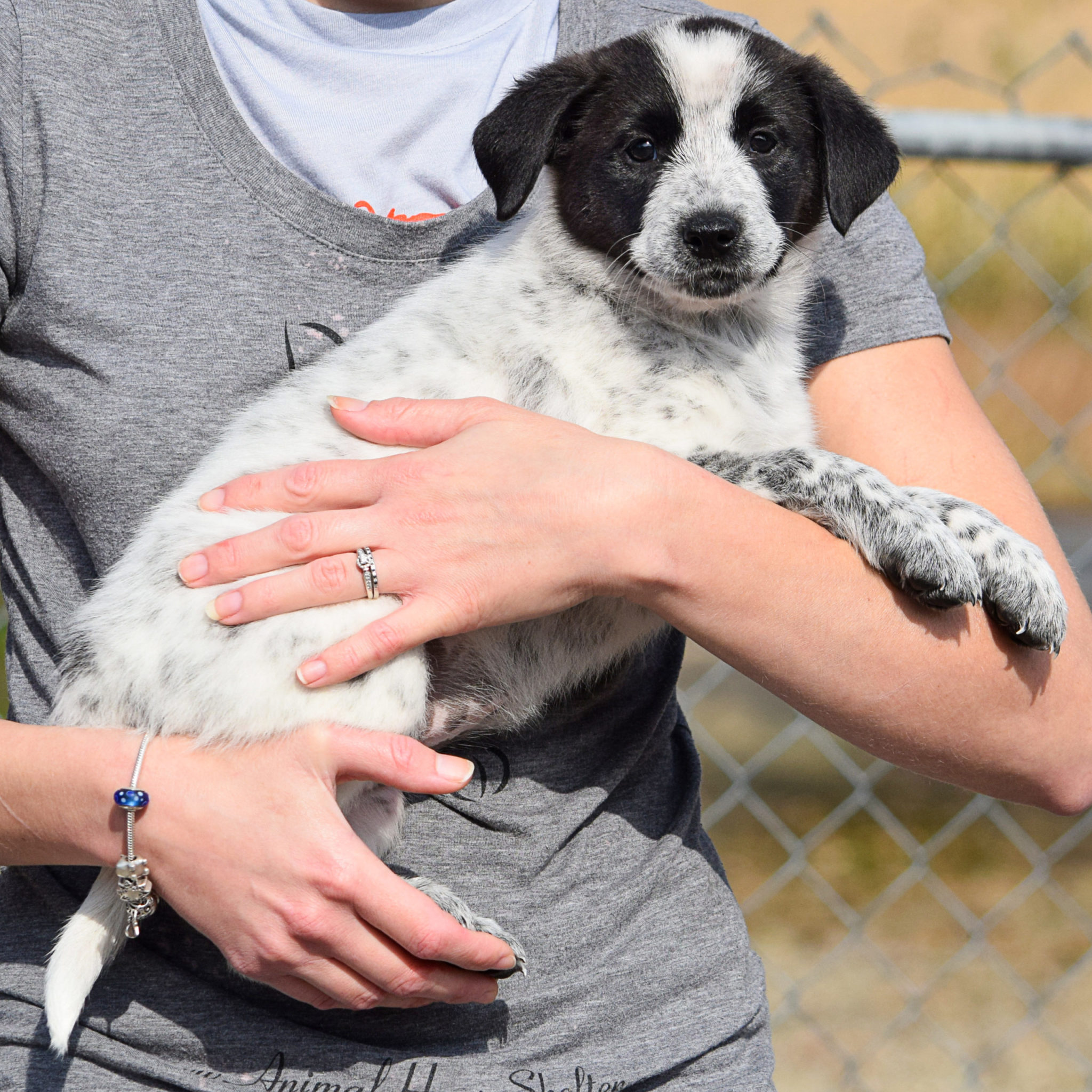 Tova - Animal House Shelter