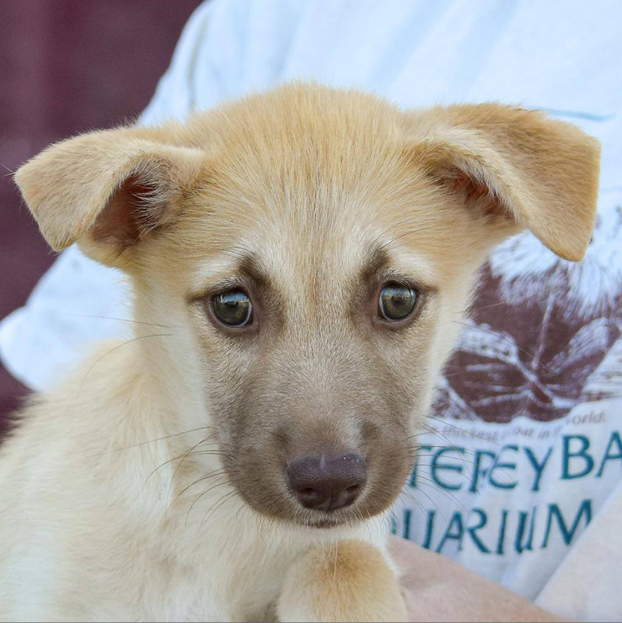 Buttercup - Animal House Shelter