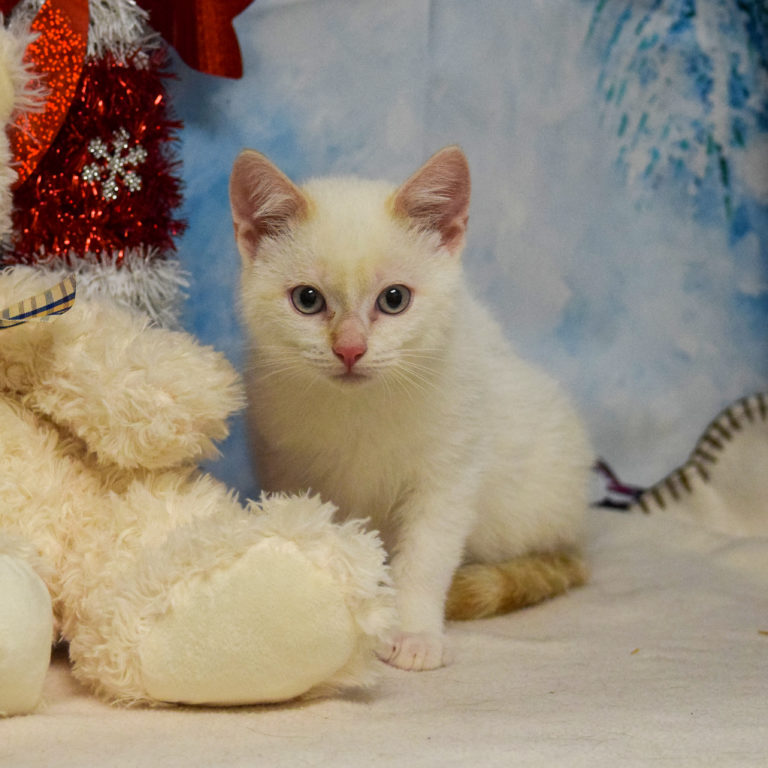 Casper - Animal House Shelter