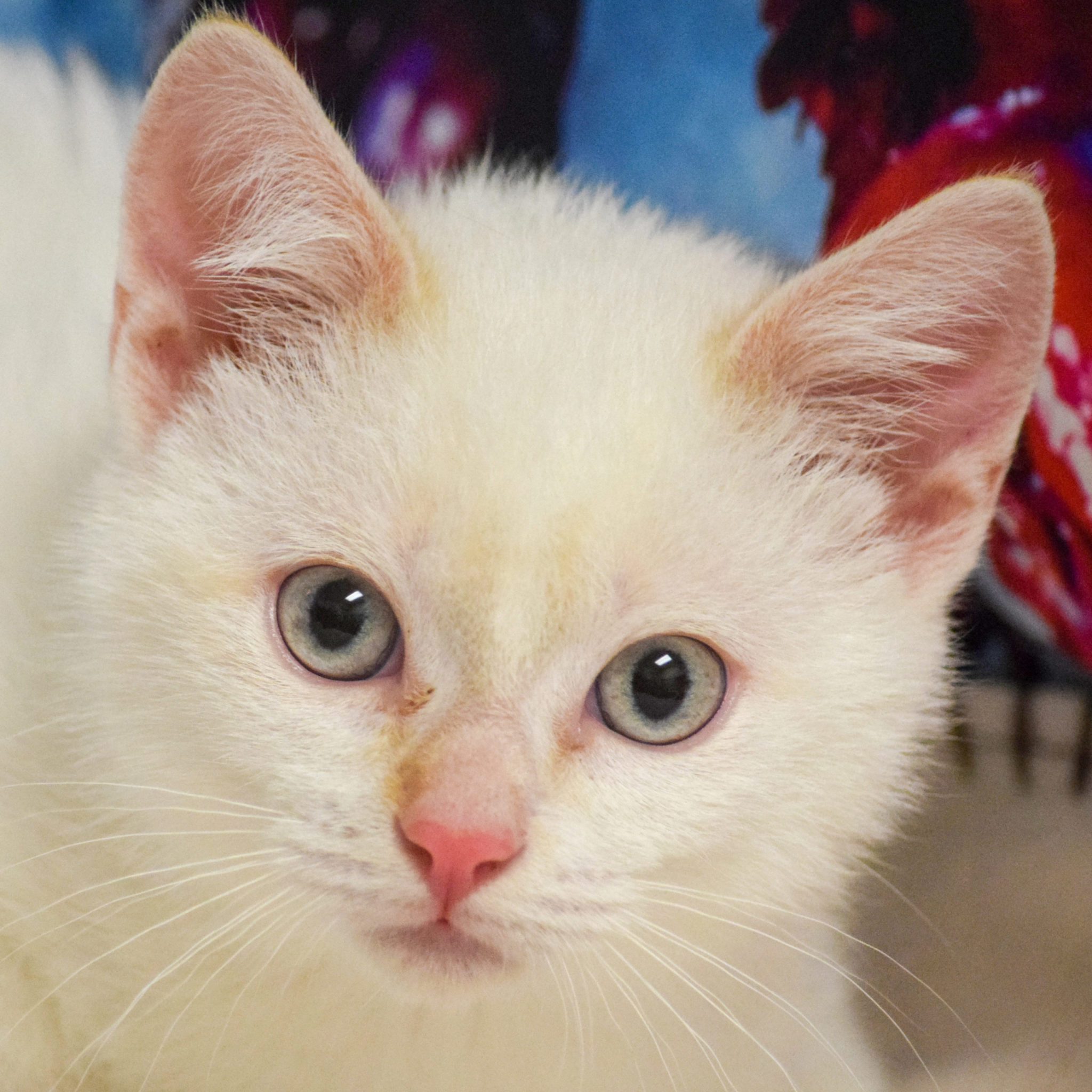 Casper - Animal House Shelter