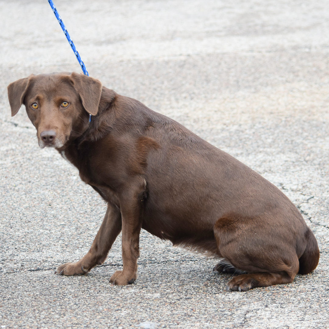 Chessie - Animal House Shelter