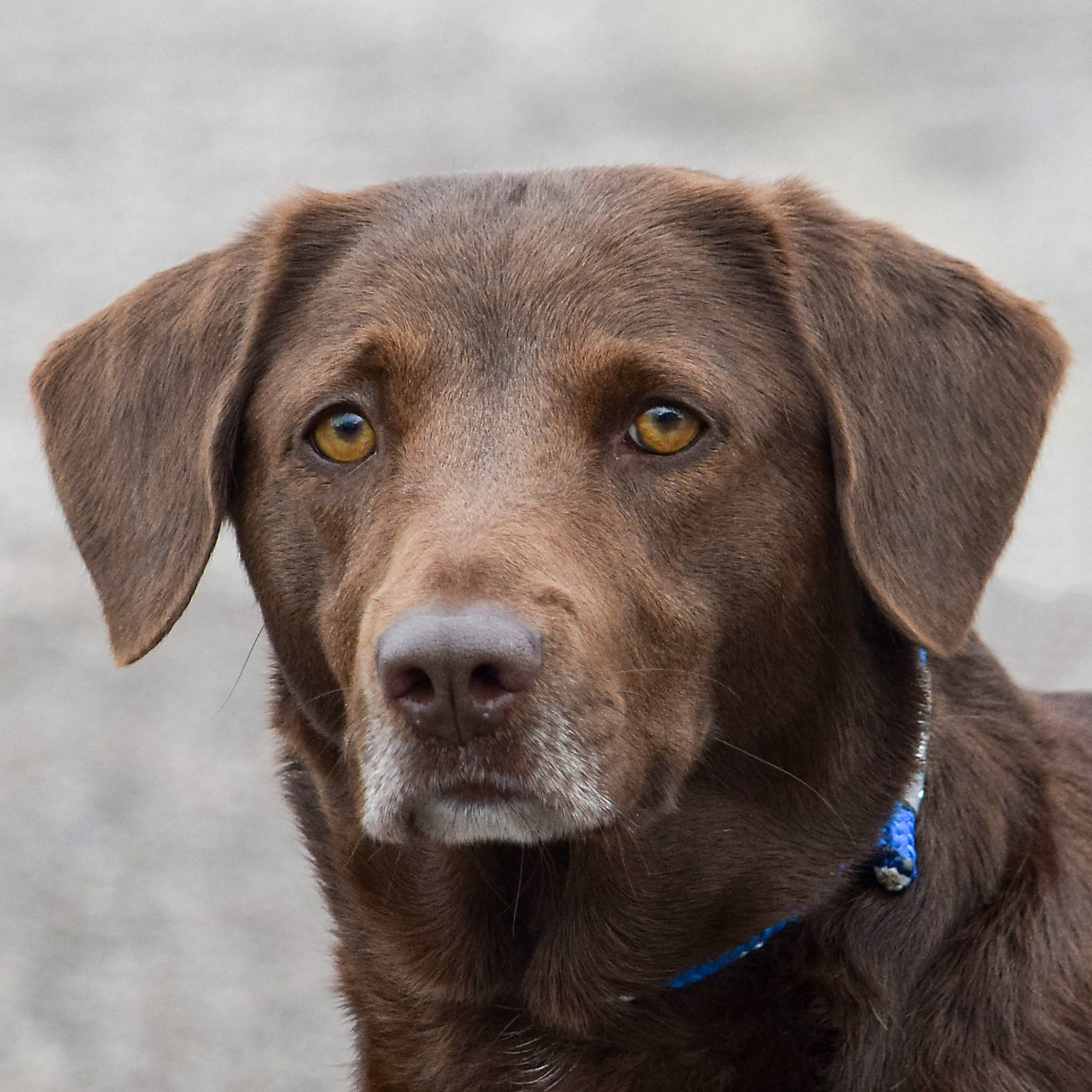 Chessie - Animal House Shelter