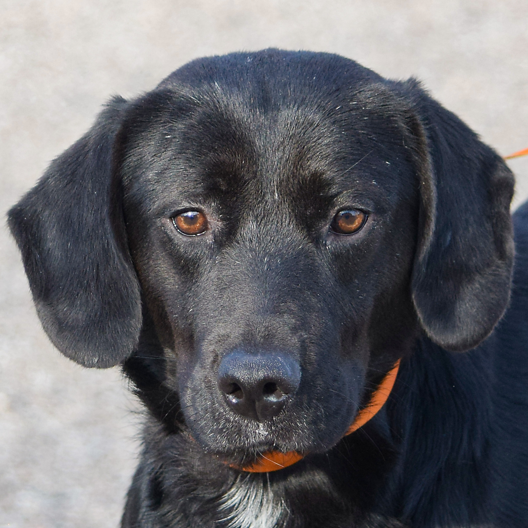 Clove - Animal House Shelter