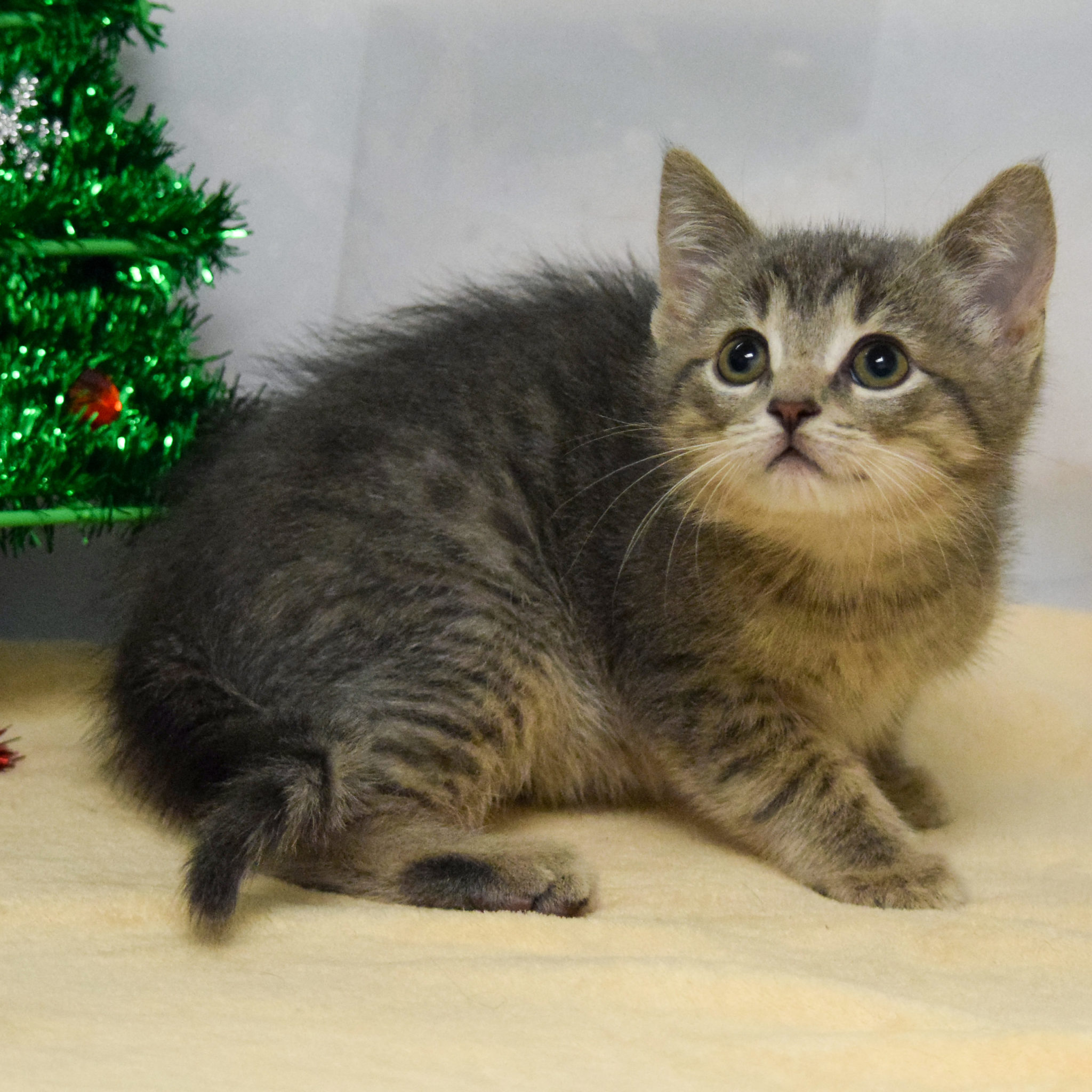 Dasher - Animal House Shelter
