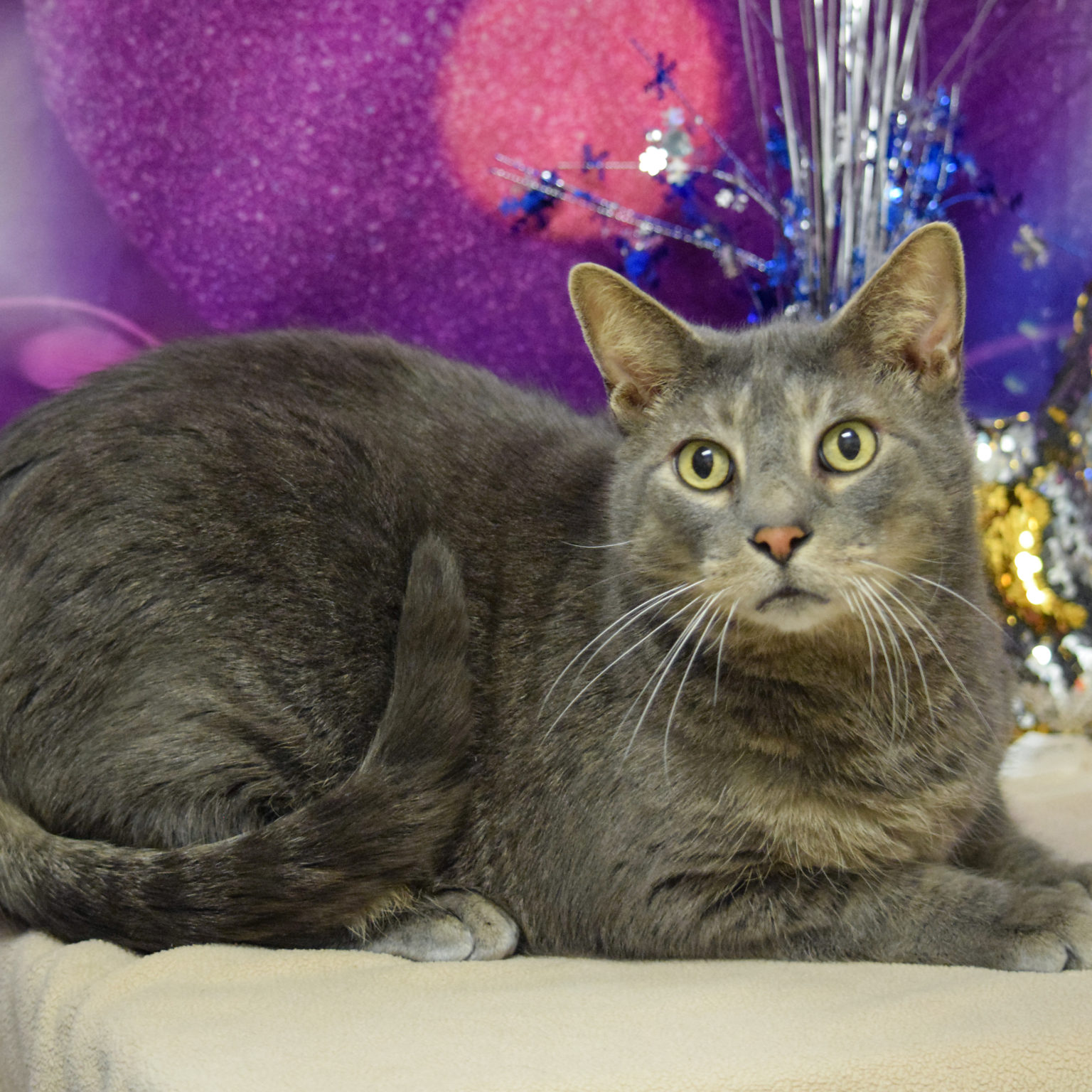 Dennis - Animal House Shelter