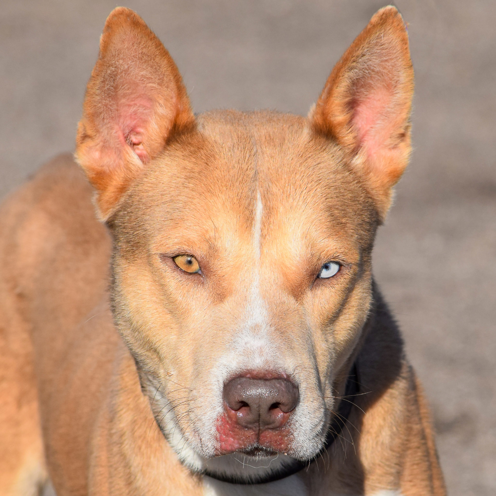 Dexter - Animal House Shelter