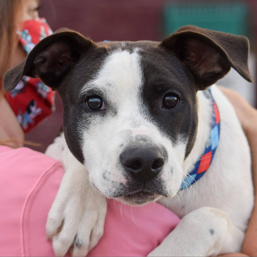 Freckles - Animal House Shelter