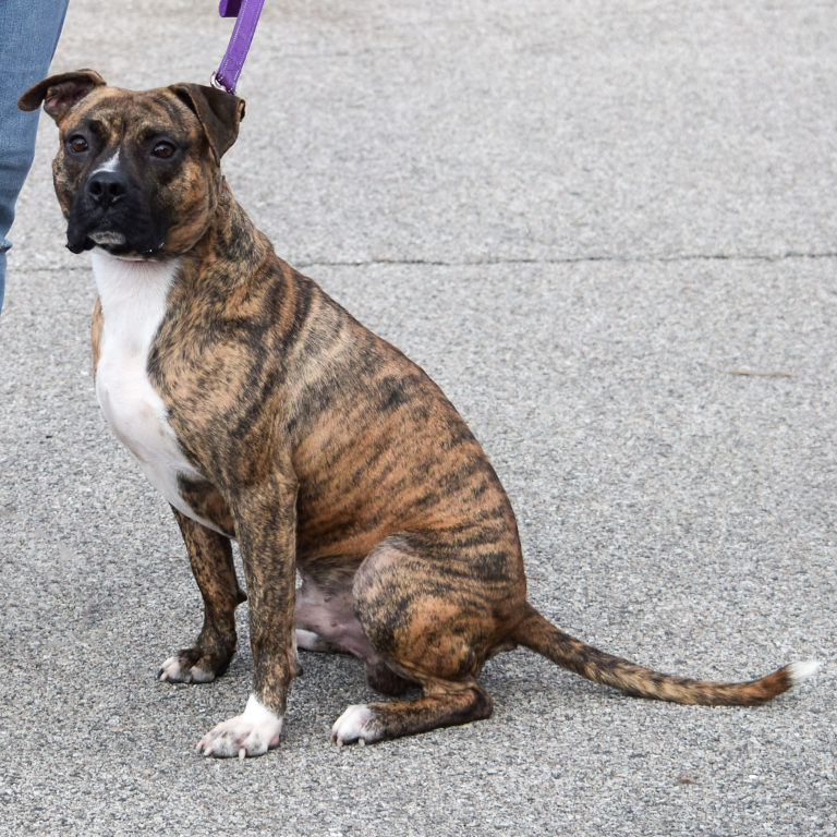 Greg - Animal House Shelter