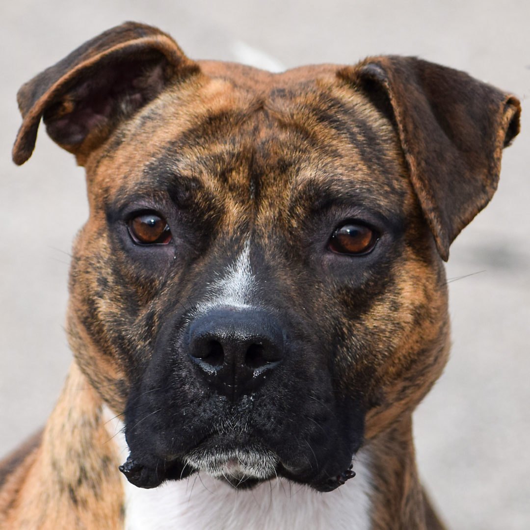 Greg - Animal House Shelter