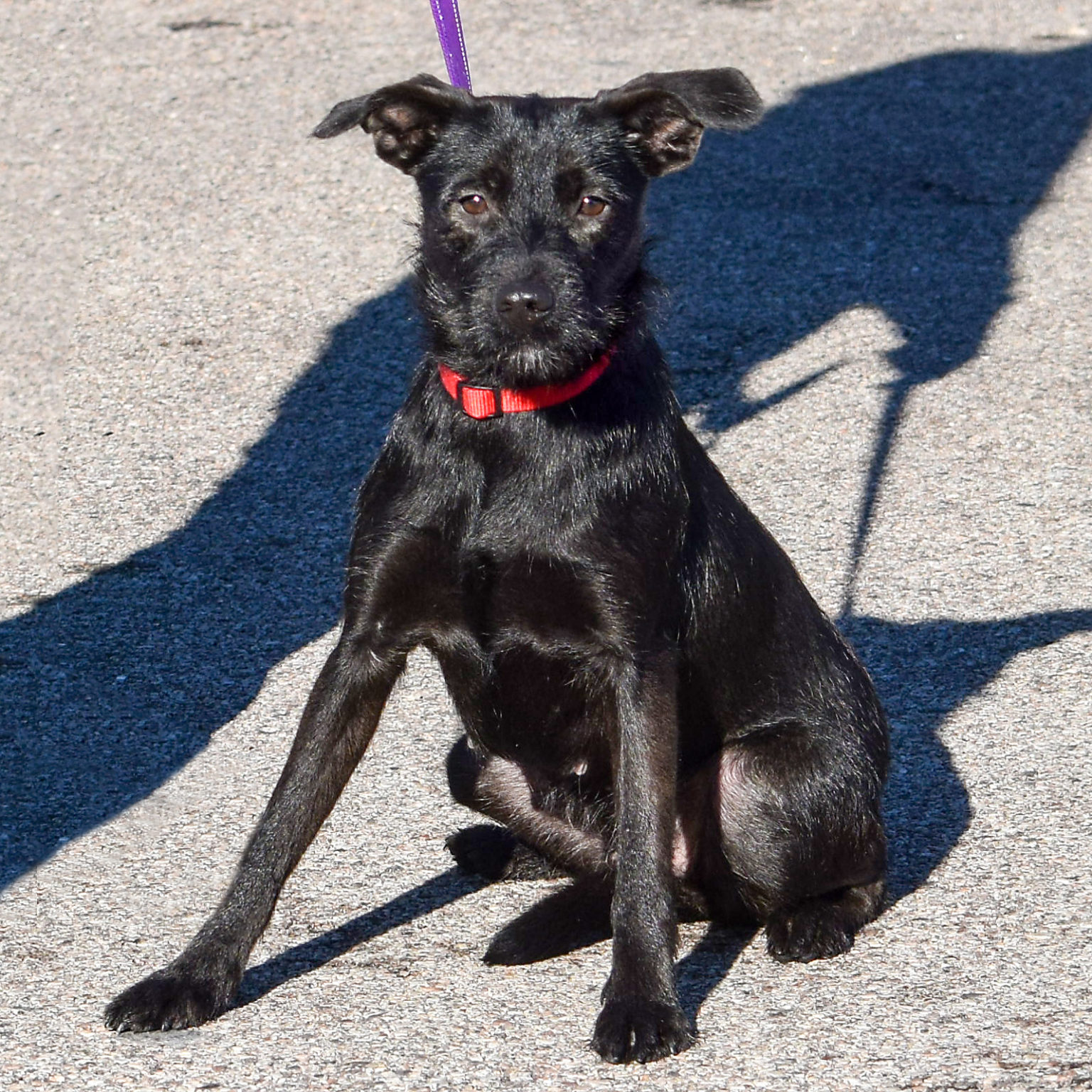 Jetta - Animal House Shelter