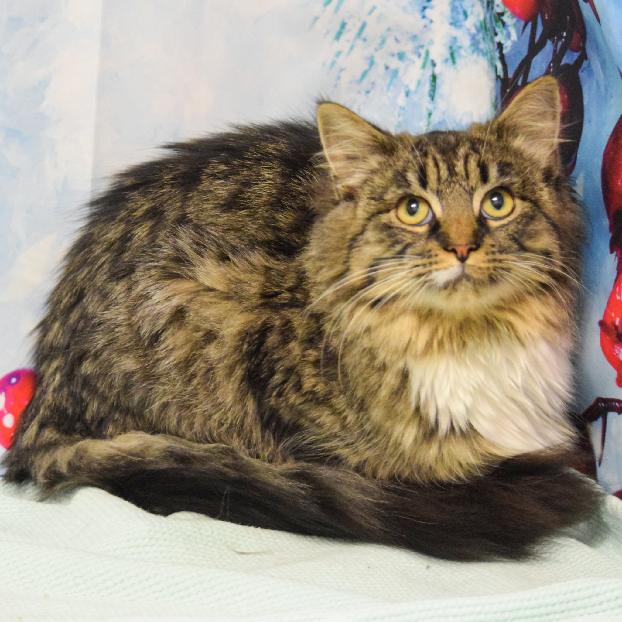 Kimchi - Animal House Shelter