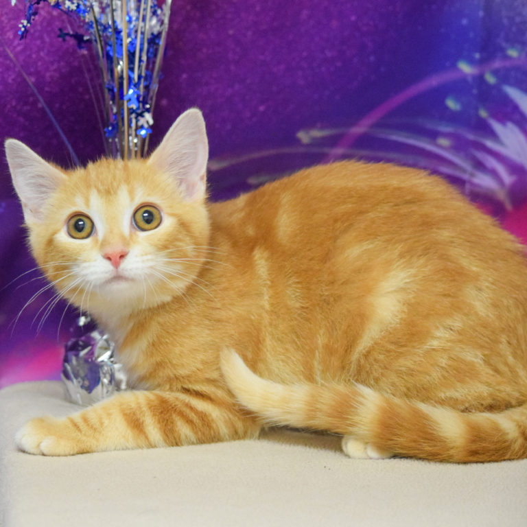 Lyn - Animal House Shelter