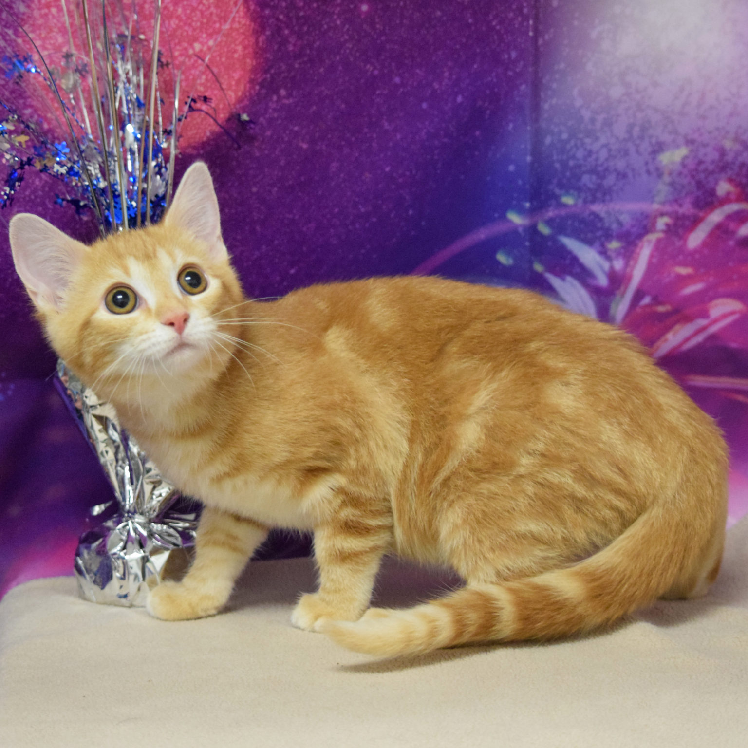 Lyn - Animal House Shelter